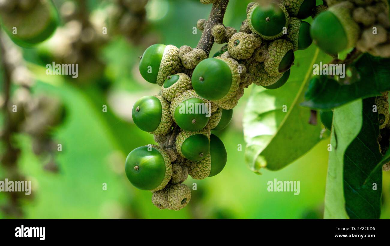 Lithocarpus fruit. Trees rarely to 20 m tall. Lithocarpus is a genus in ...