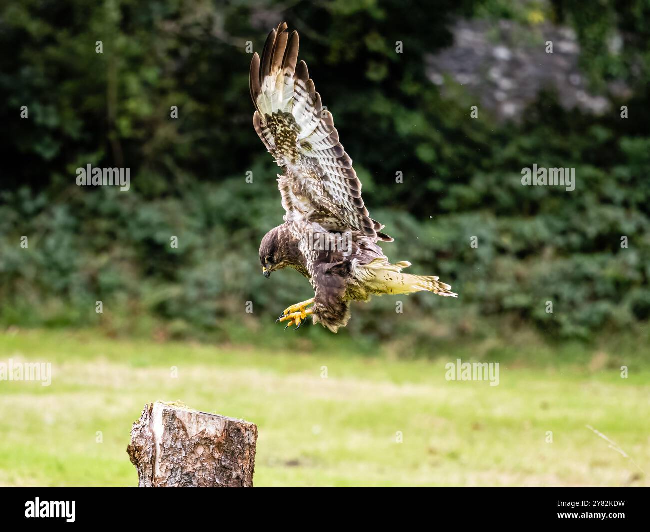 Common buzzard in mid Wales in early autumn Stock Photo - Alamy