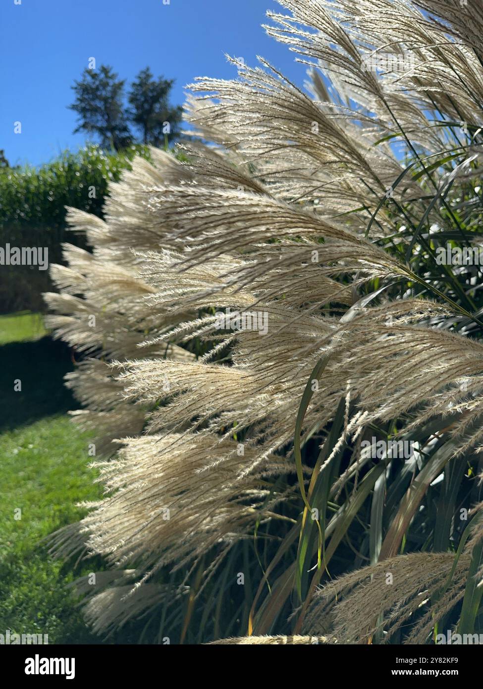 Chinese silver grass - Miscanthus sinensis in early autumn Stock Photo ...