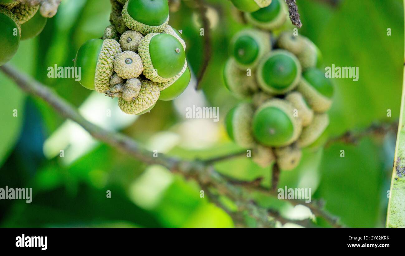 Lithocarpus fruit. Trees rarely to 20 m tall. Lithocarpus is a genus in ...