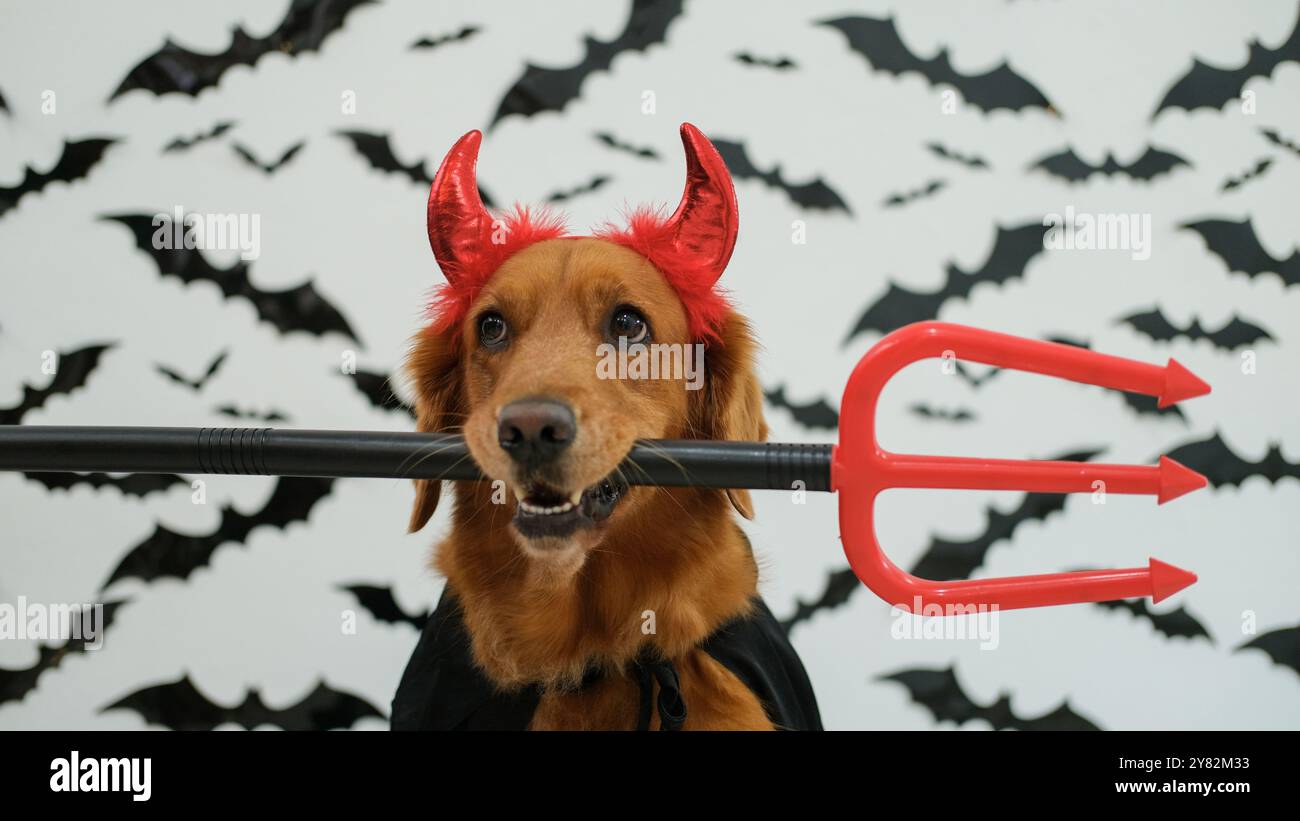 Halloween Golden retriever dog in devil costume, he holds a trident in ...