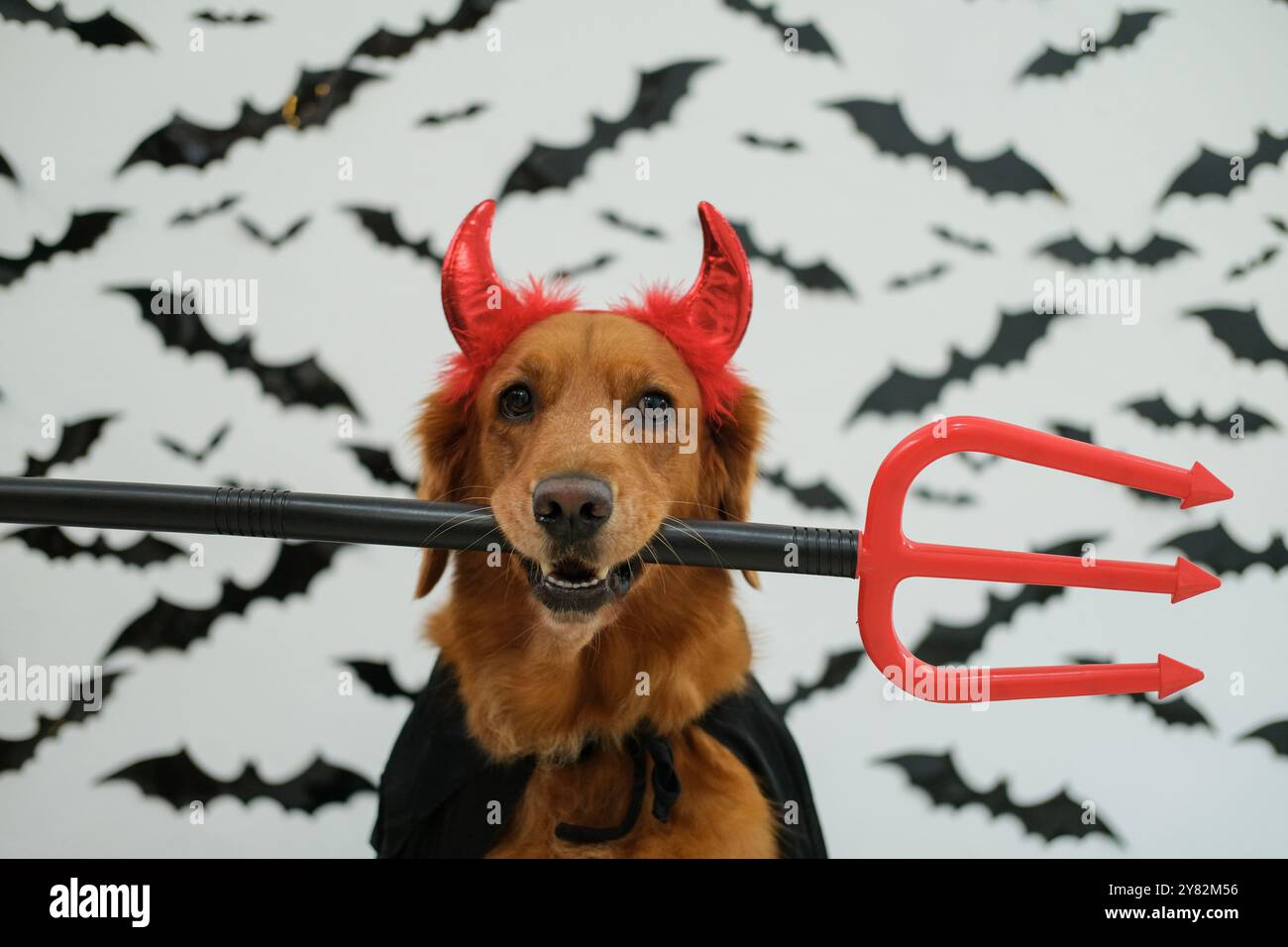 Halloween Golden retriever dog in devil costume, he holds a trident in ...