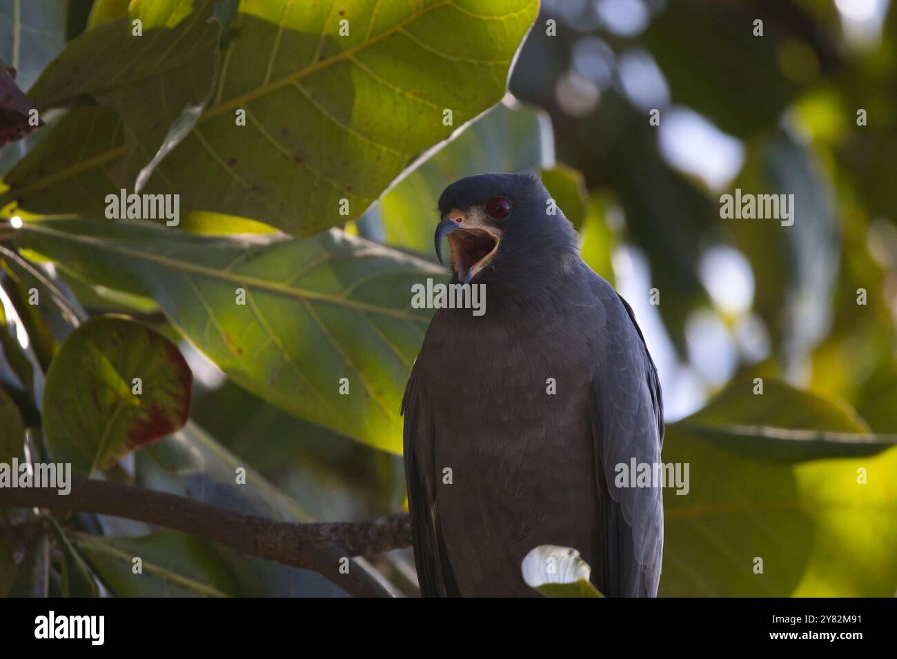 A blue hawk is perched on a tree branch. The bird is blue and yellow ...