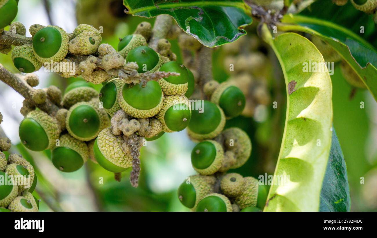 Lithocarpus fruit. Trees rarely to 20 m tall. Lithocarpus is a genus in ...