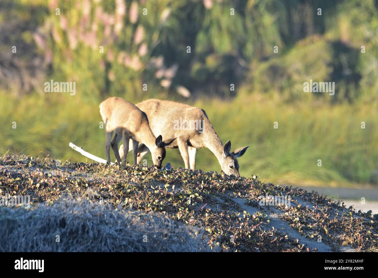 Two black-tailed deer, a doe and a fawn, graze on the dunes during ...