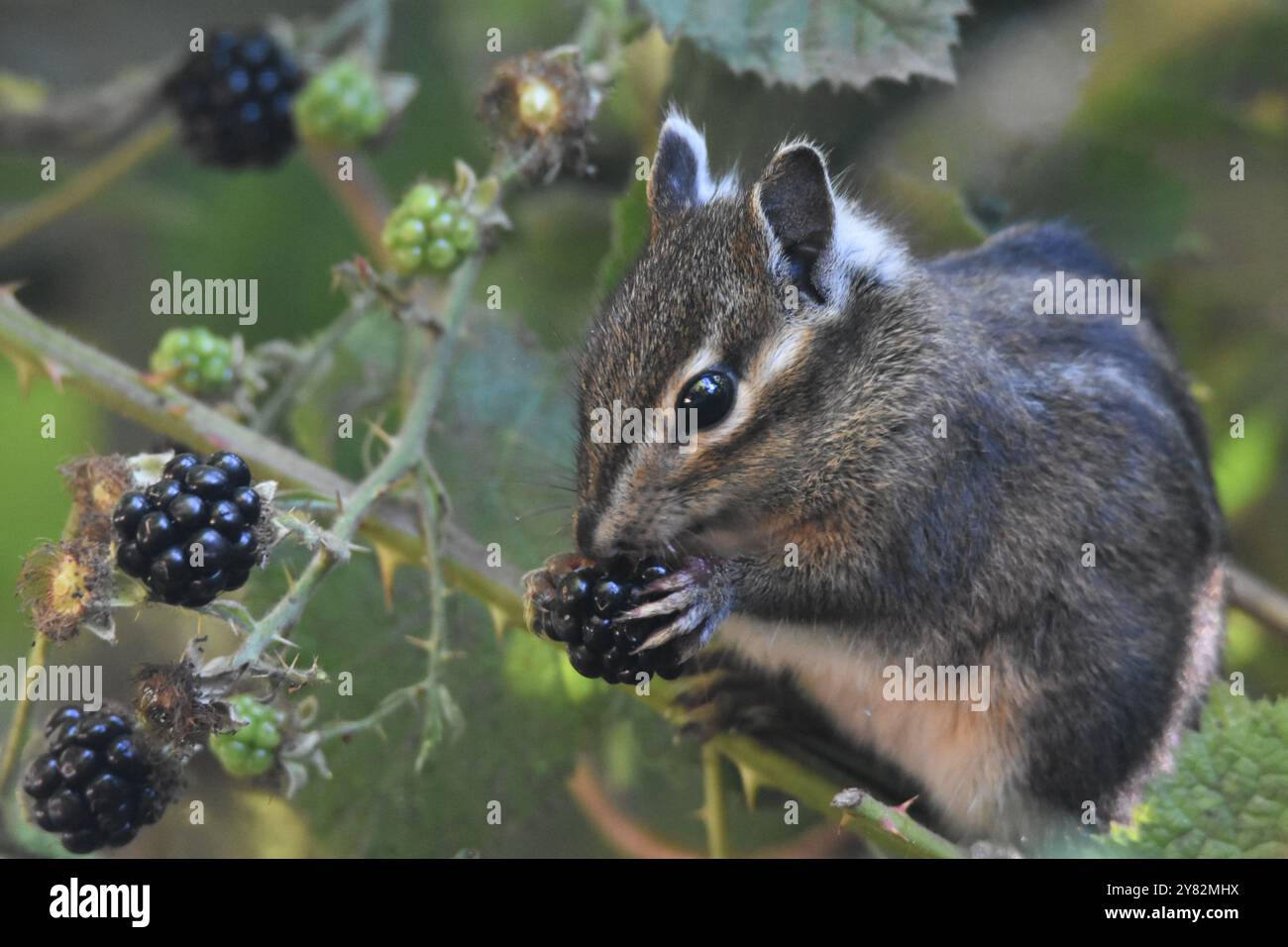 A Yellow-cheeked Chipmunk eats a blackberry in the Gualala Point ...