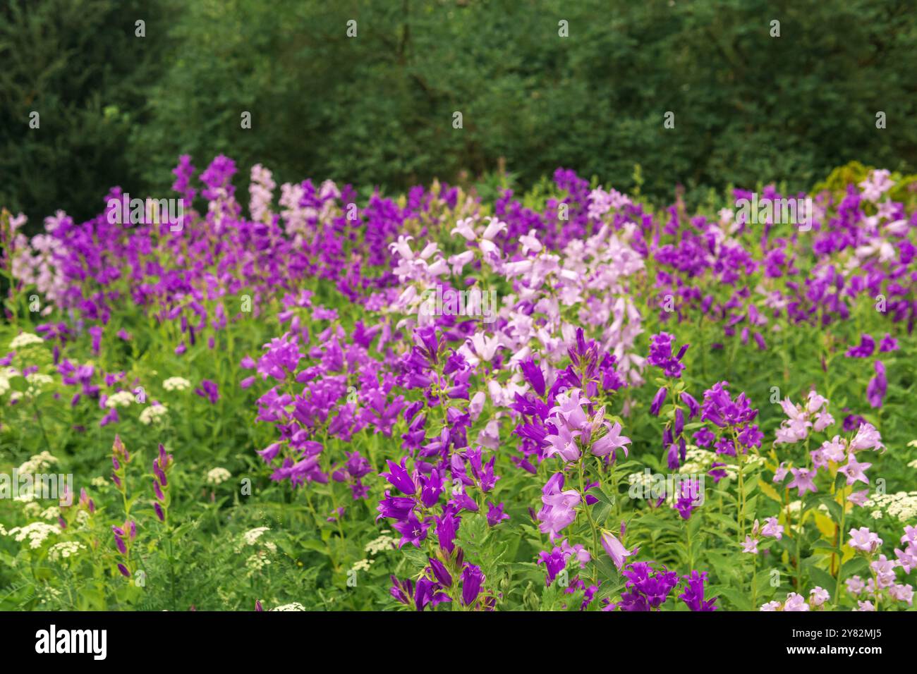 landscape, field of purple bells on forest edge close up Stock Photo ...