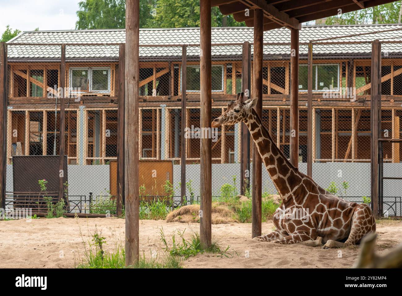giraffe resting in zoo enclosure Stock Photo - Alamy