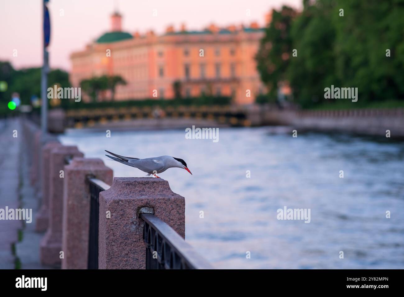 Common tern bird on a granite parapet above the water Stock Photo - Alamy