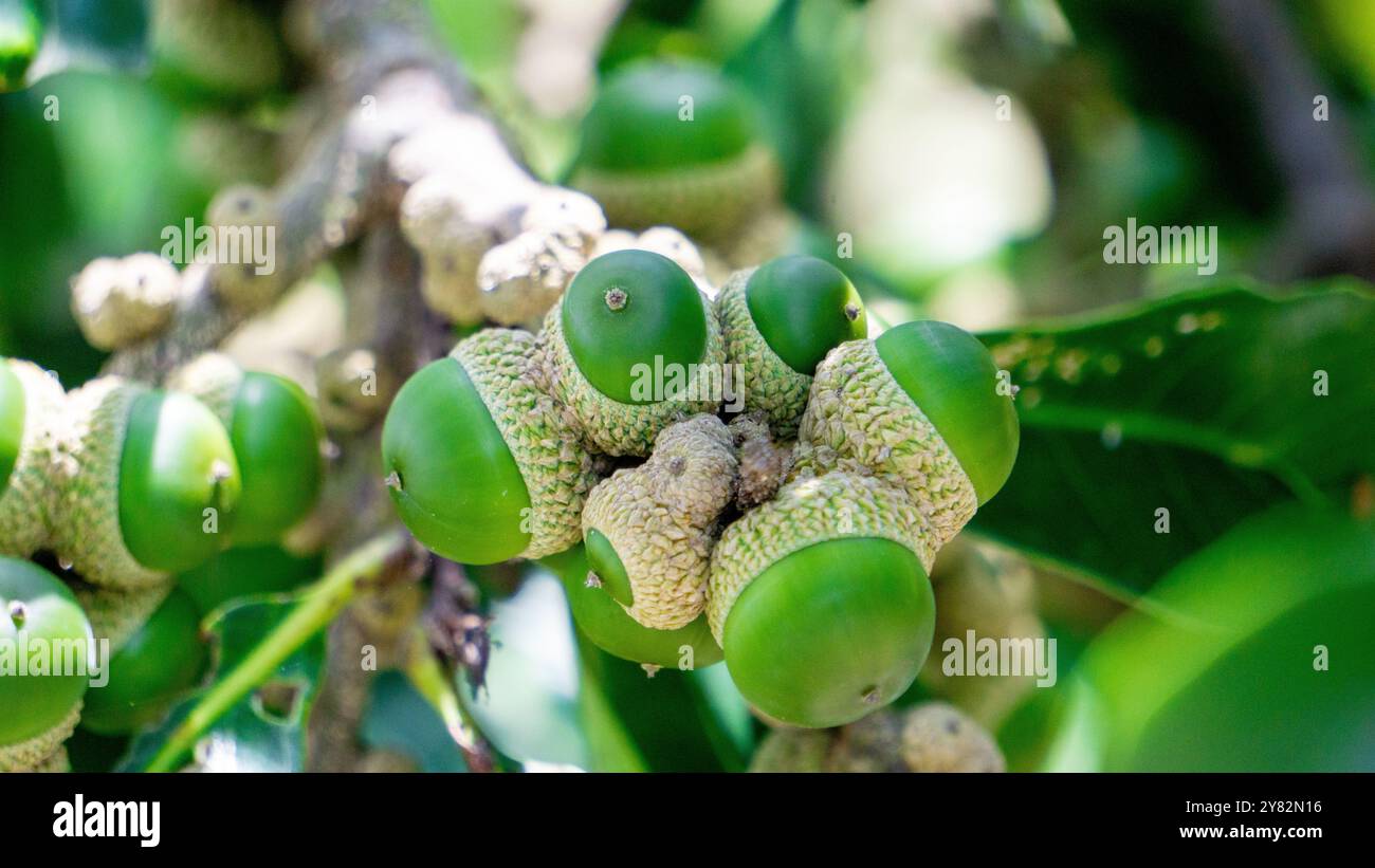 Lithocarpus fruit. Trees rarely to 20 m tall. Lithocarpus is a genus in ...