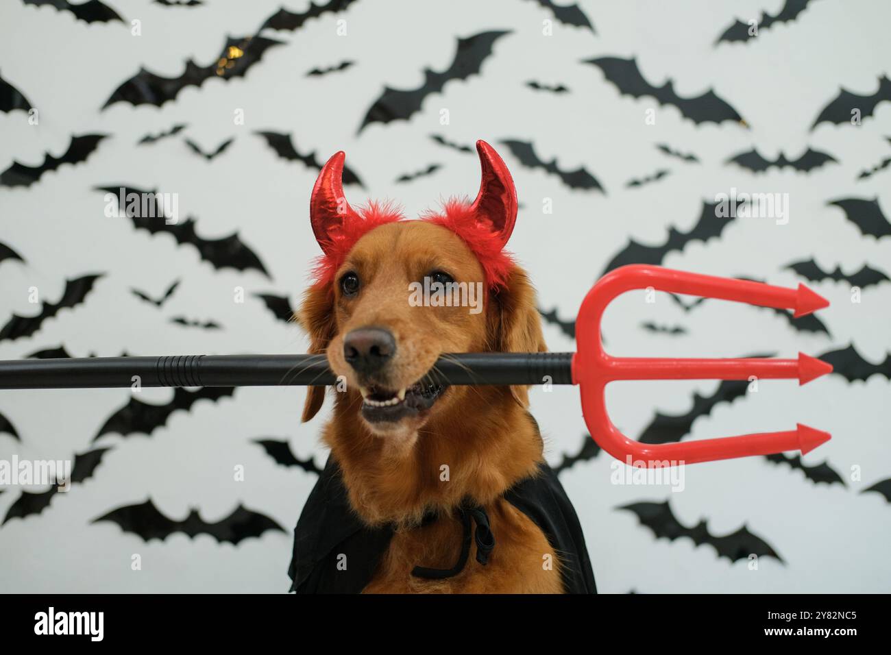 Halloween Golden retriever dog in devil costume, he holds a trident in ...