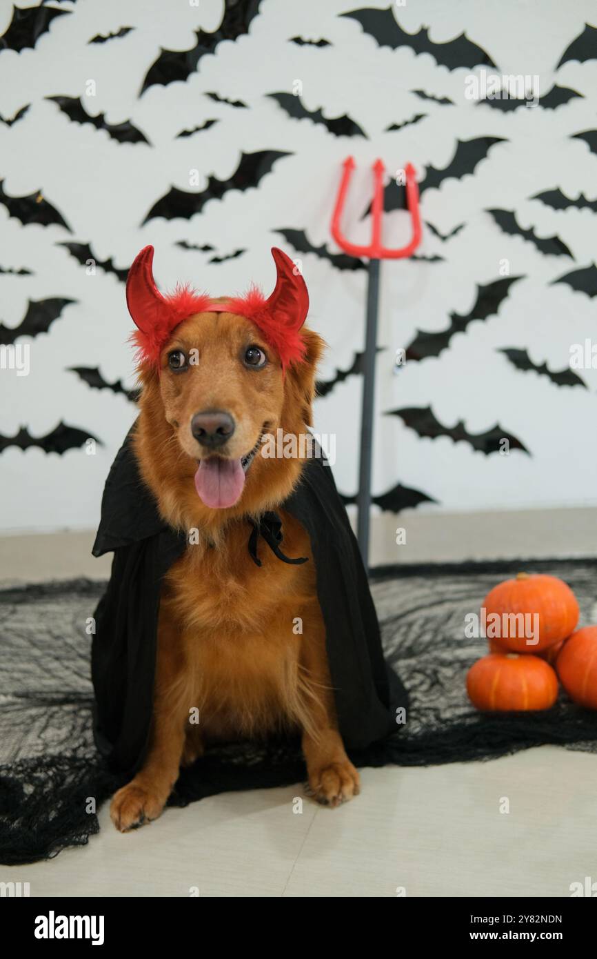 Dog in devil costume for Halloween. Golden retriever in black cloak ...