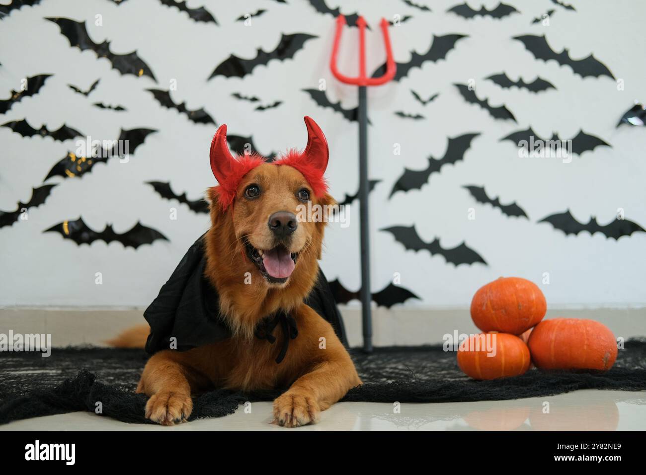 Portrait of dog in devil costume for Halloween. Golden retriever in ...