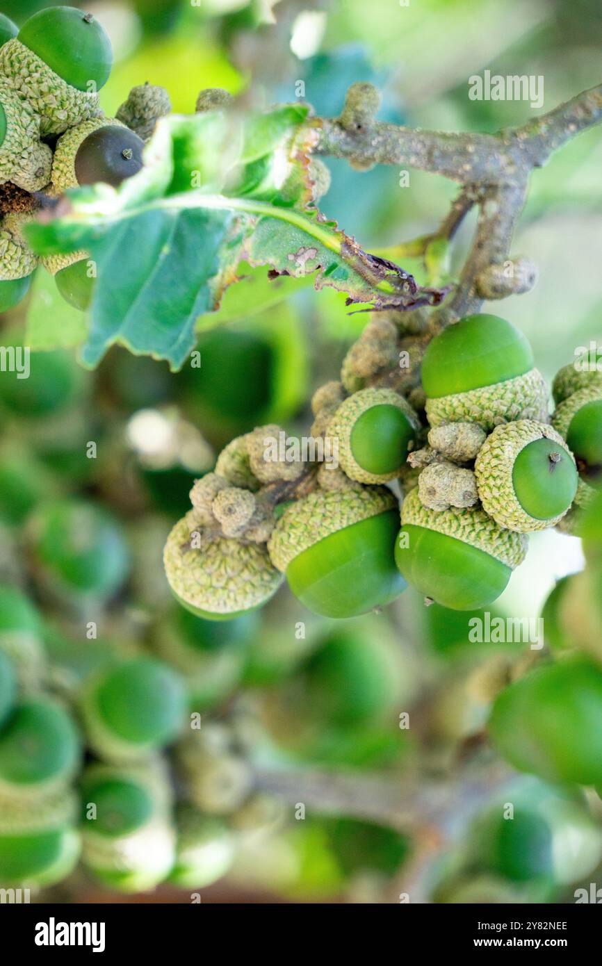Lithocarpus fruit. Trees rarely to 20 m tall. Lithocarpus is a genus in ...