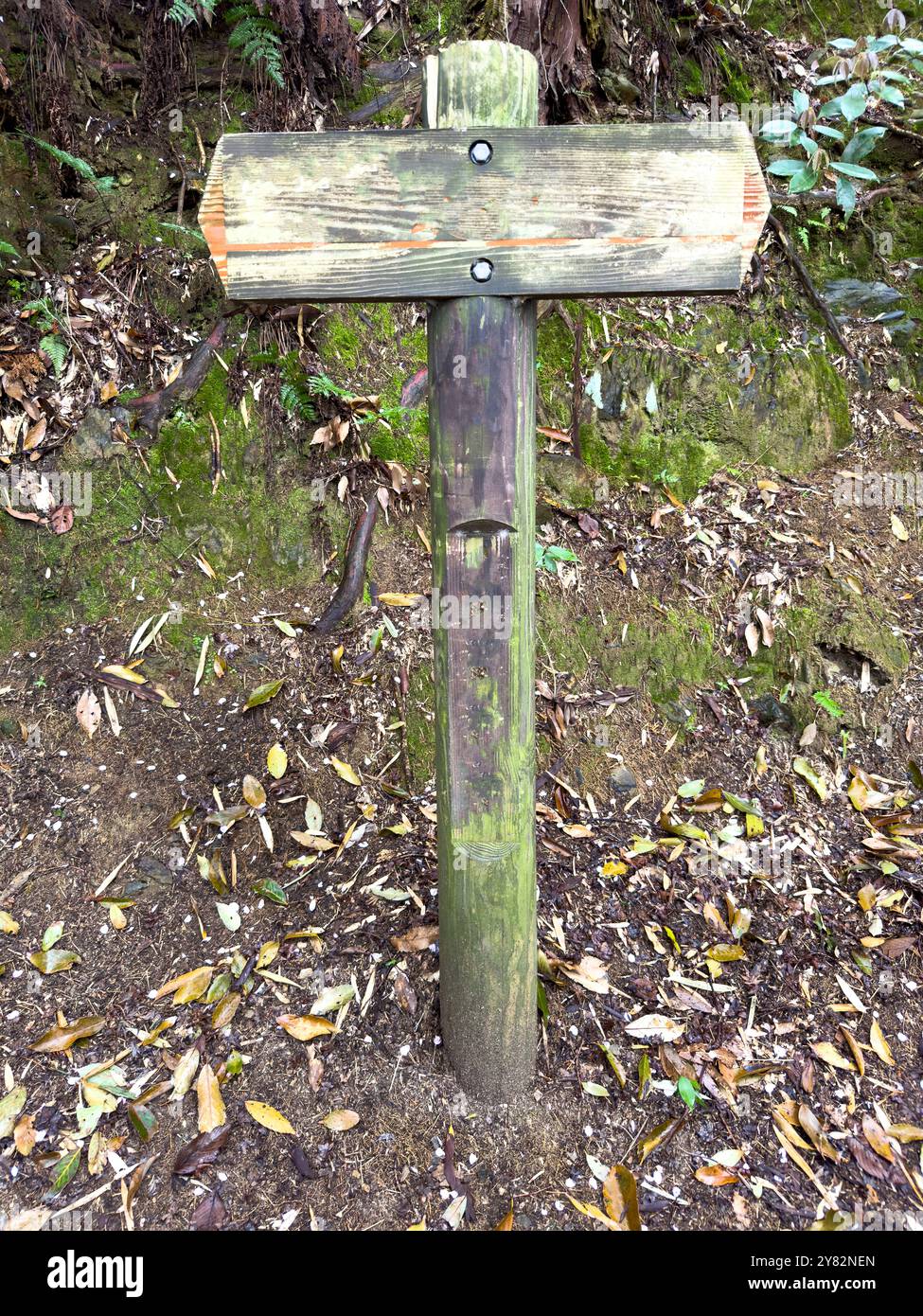 Wooden sign in forest background, empty path signage template, copy ...