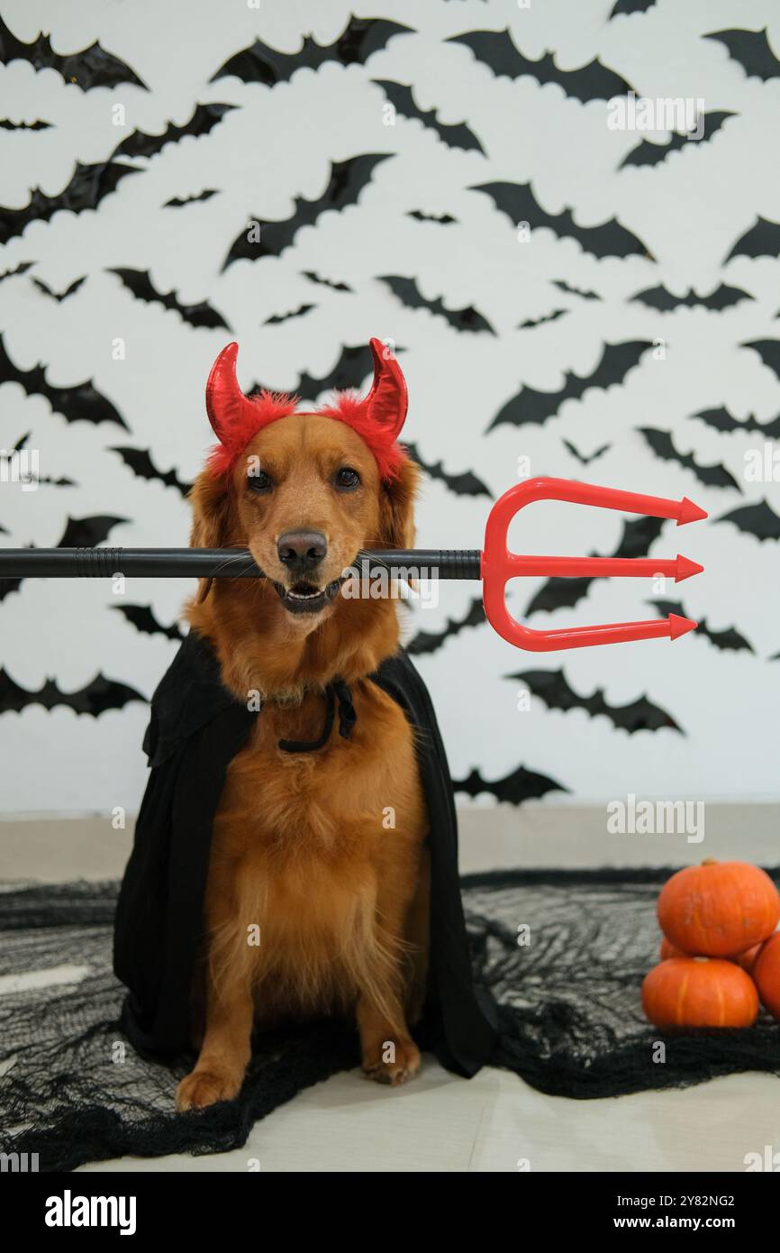 Halloween Golden retriever dog in devil costume, he holds a trident in ...