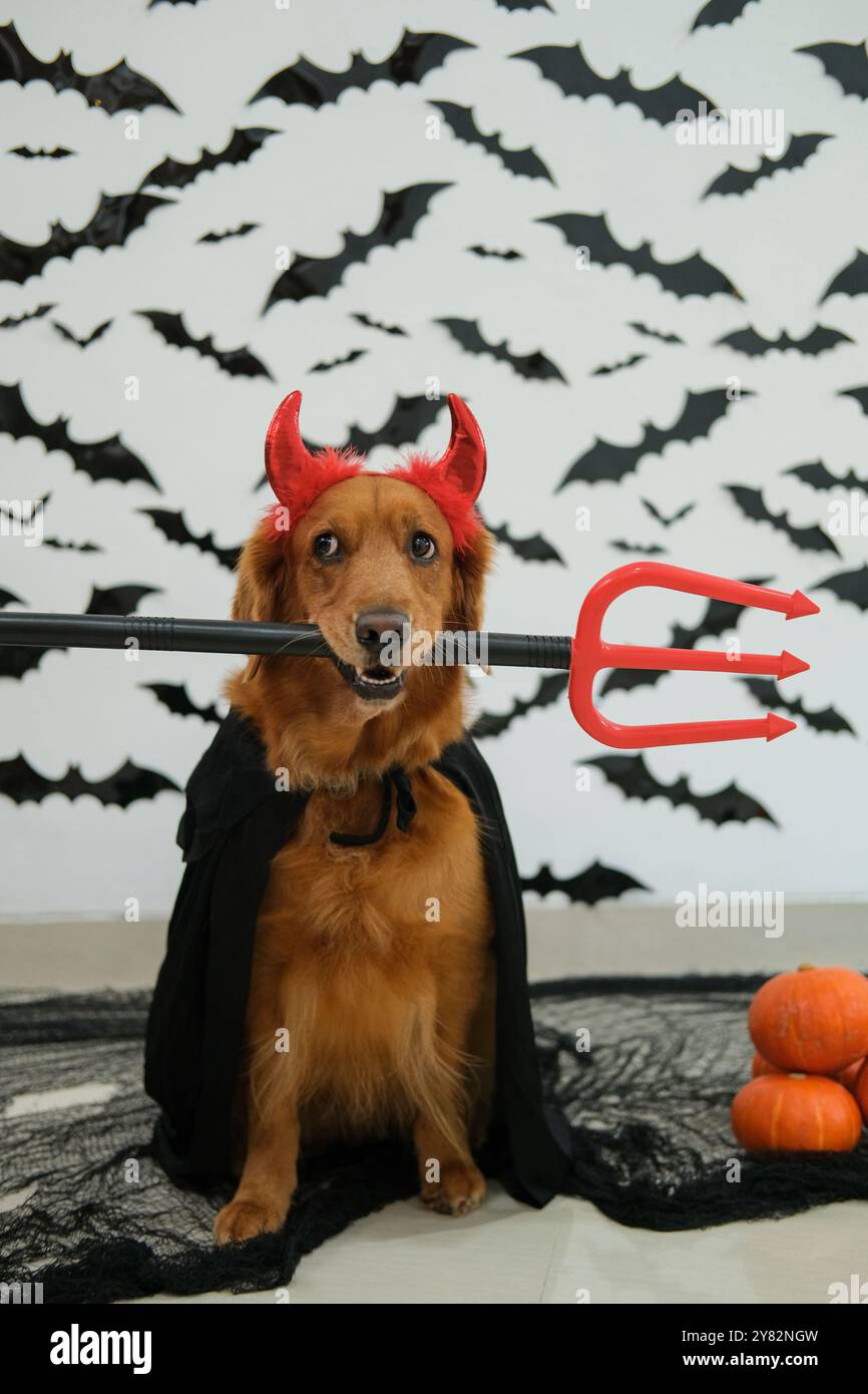 Halloween Golden retriever dog in devil costume, he holds a trident in ...