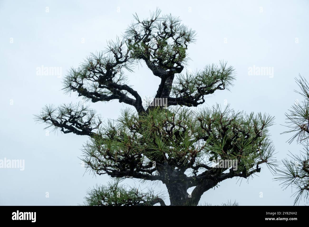Japanese pine tree, black pine Pinus thunbergii branches and needles on ...