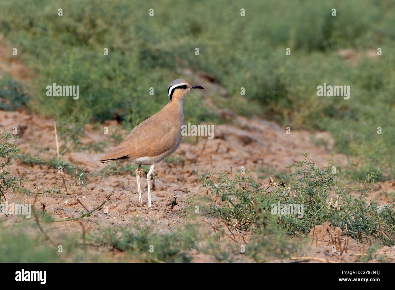 cream-colored courser (Cursorius cursor) at desert national park in ...
