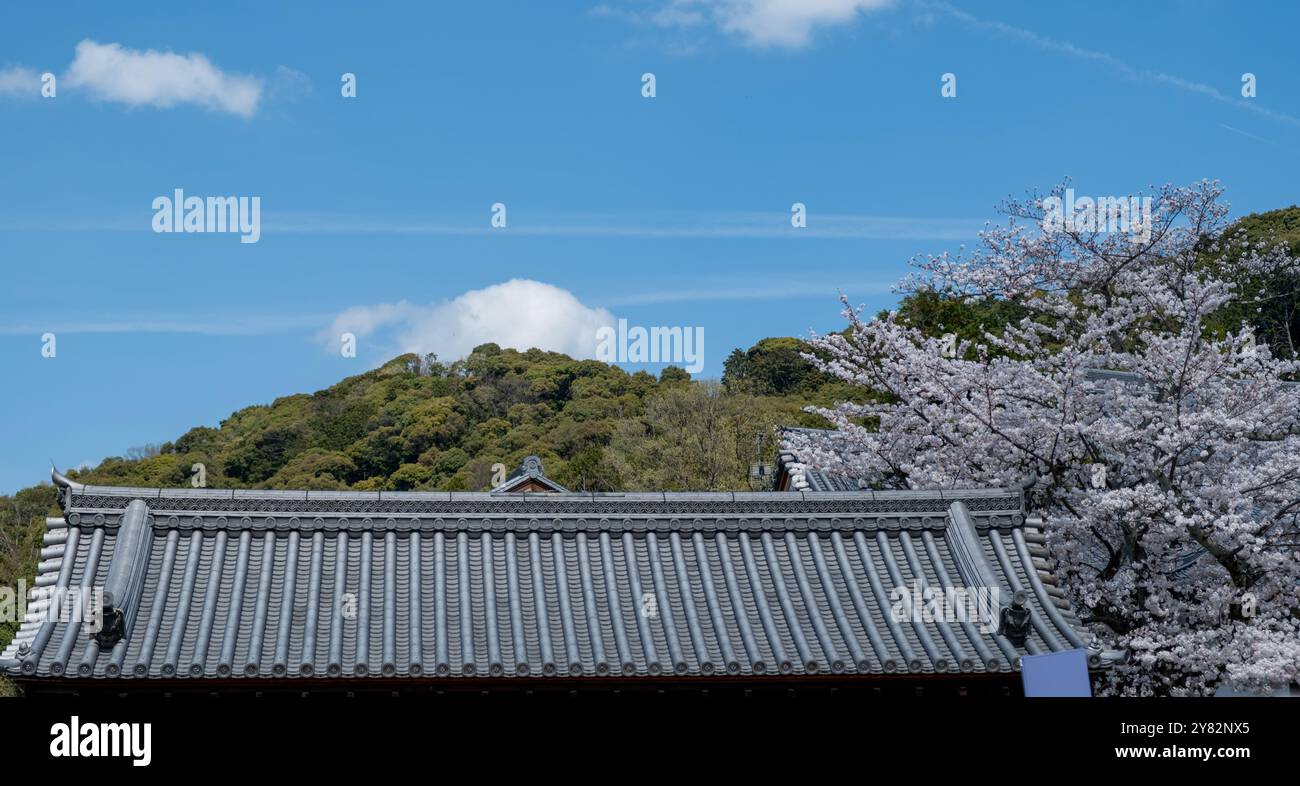 Japanese traditional building tiled roof and cherry blossoms, blue sky ...