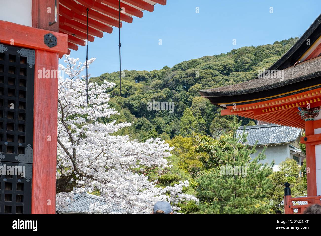 Japanese traditional temple building roofs and cherry blossoms, blue ...