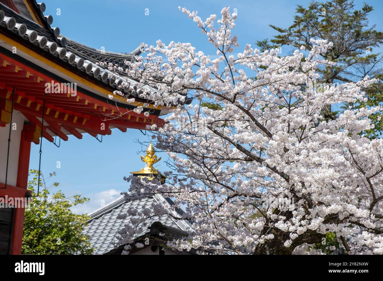 Japanese traditional temple building roof and cherry blossoms, blue sky ...
