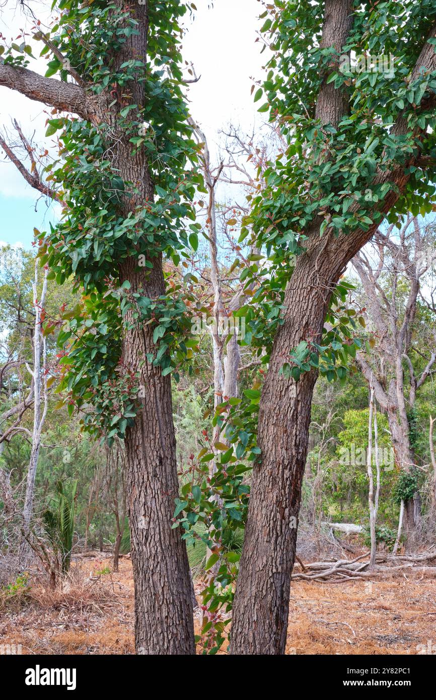A Marri Tree, Corymbia calophylla, showing signs of recovery following ...