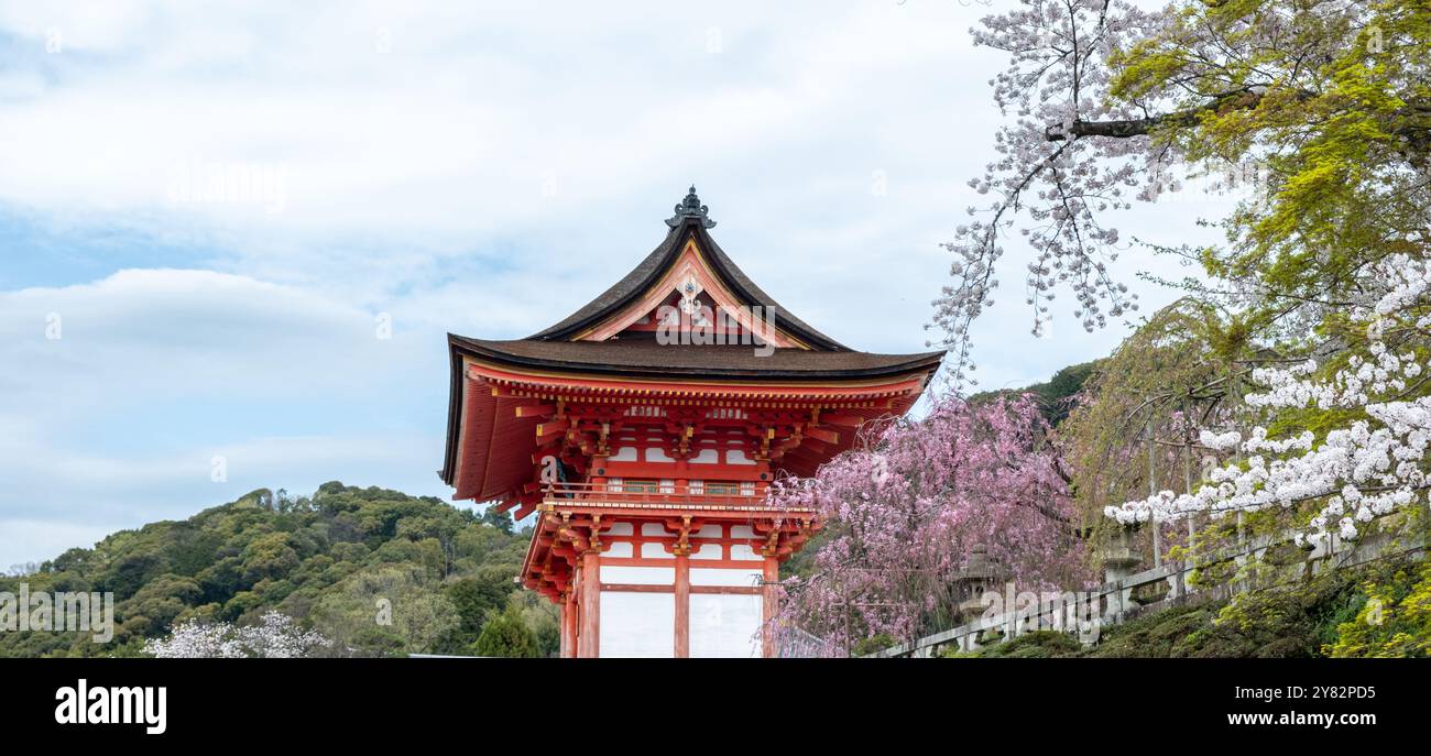 Japanese traditional temple building and cherry blossoms, blue cloudy ...