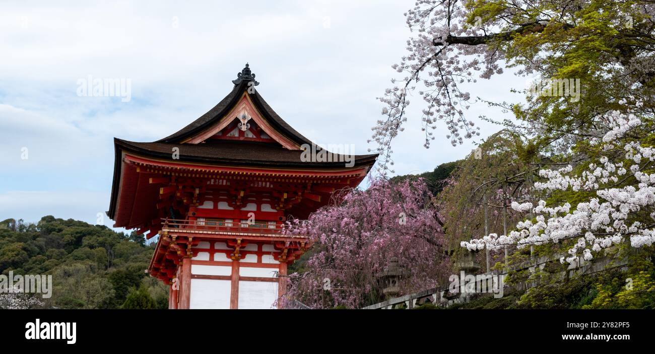 Japanese traditional temple building and cherry blossoms, blue cloudy ...