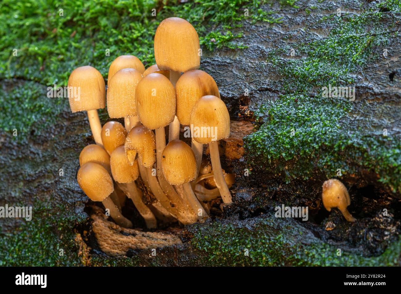 Clump of glistening inkcap fungi Coprinellus micaceus on fallen rotting ...
