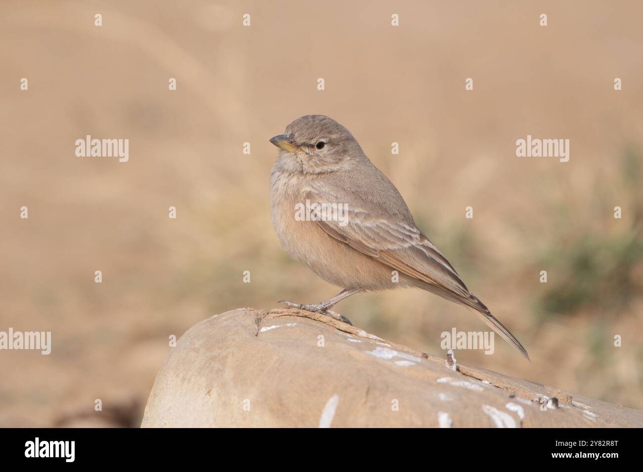 desert lark (Ammomanes deserti) at desert national park in Rajasthan ...