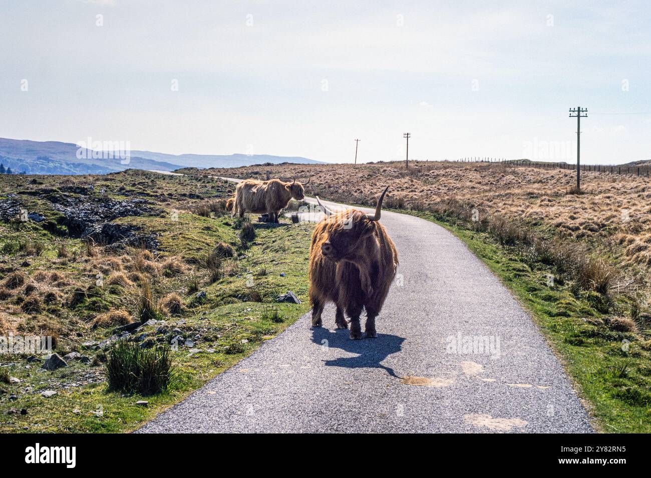 Highland cattle cow cows walking in the road on the Isle of Mull ...