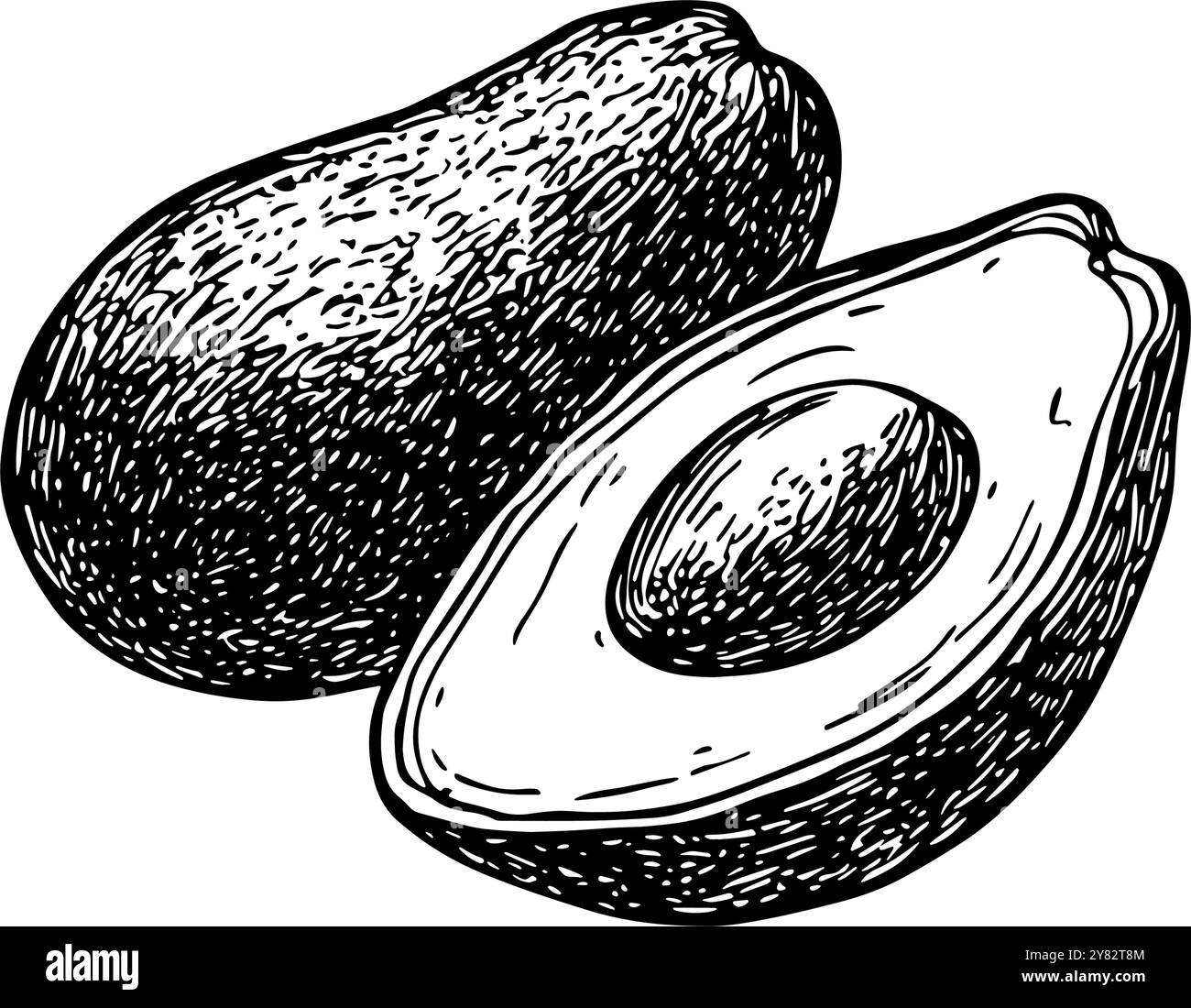 Avocado Half Sketch Vector Illustration Avocado Half Sketch Vector ...