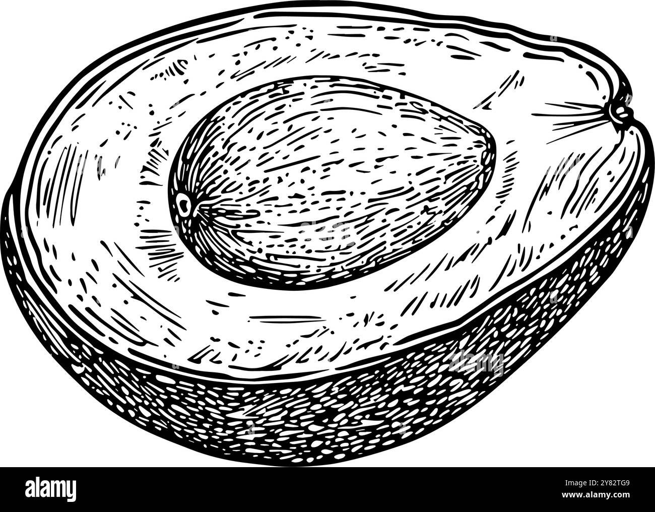 Avocado Half Sketch Vector Illustration Avocado Half Sketch Vector ...