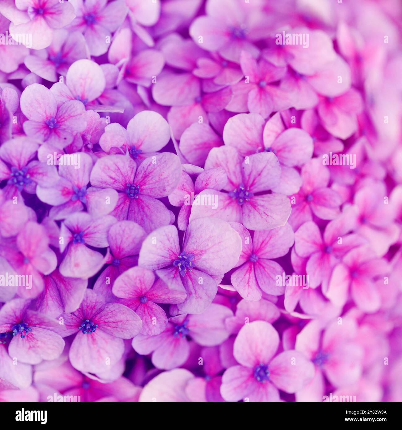natural macro floral background with Hydrangea macrophylla, French ...