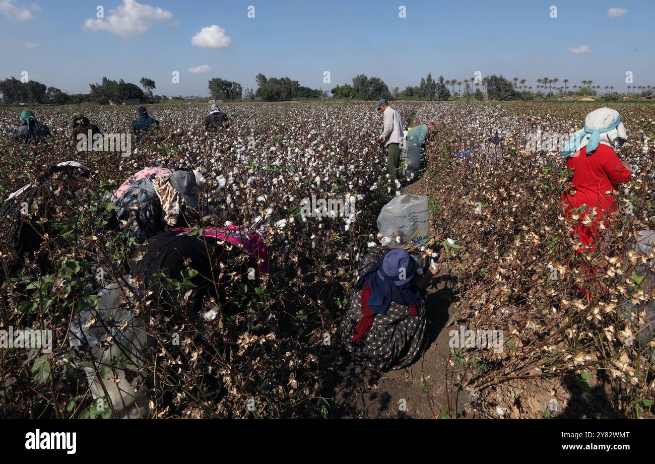 Harvesting cotton in Egypt Field workers harvest cotton in Manoufiya ...