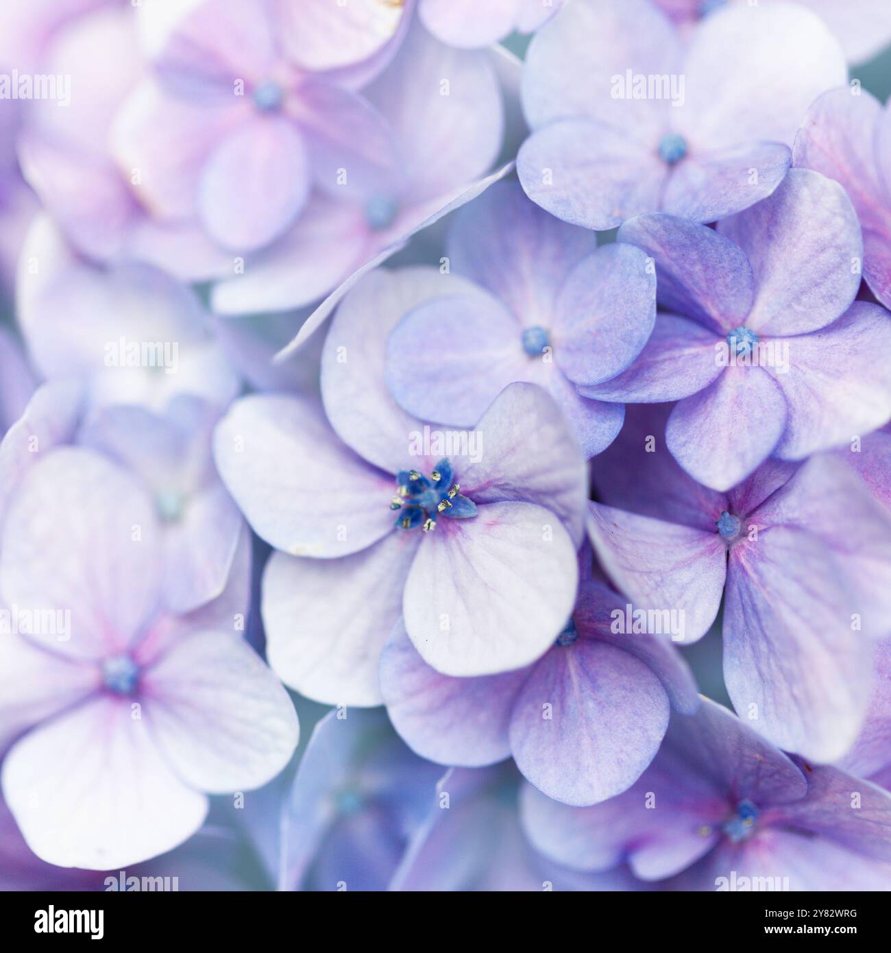 natural macro floral background with Hydrangea macrophylla, French ...