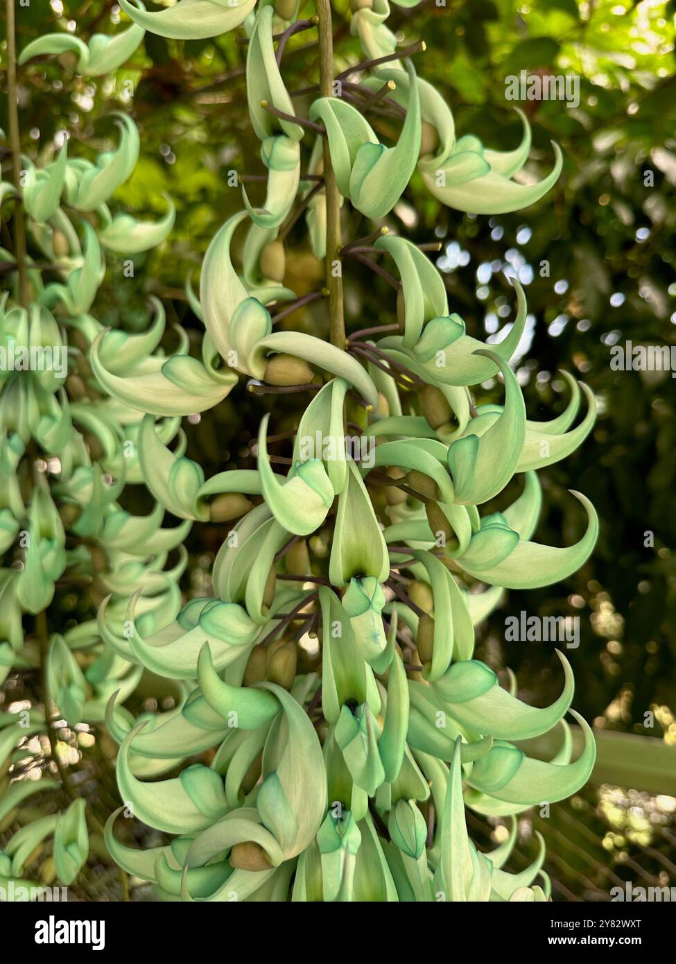 Beautiful jade vine flowers growing in botanical garden, closeup Stock ...