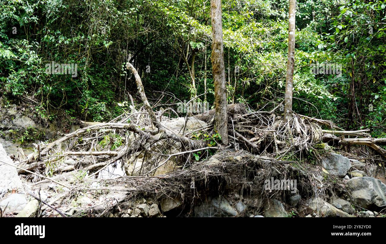 Trees fall in the river due to flash floods in the middle of the forest ...