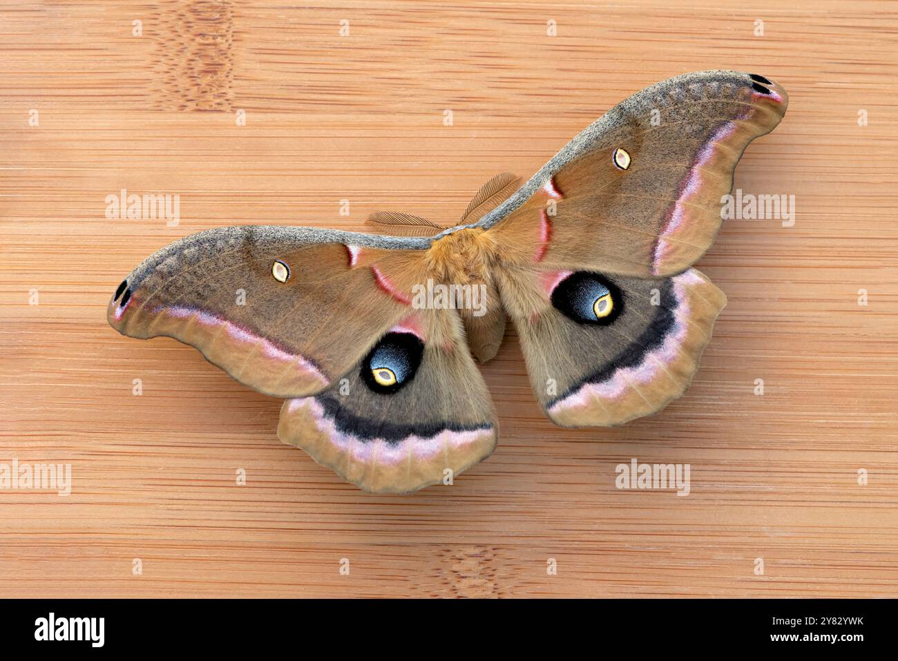 Macro of a male polyphemus moth (antheraea polyphemus) - wings open ...