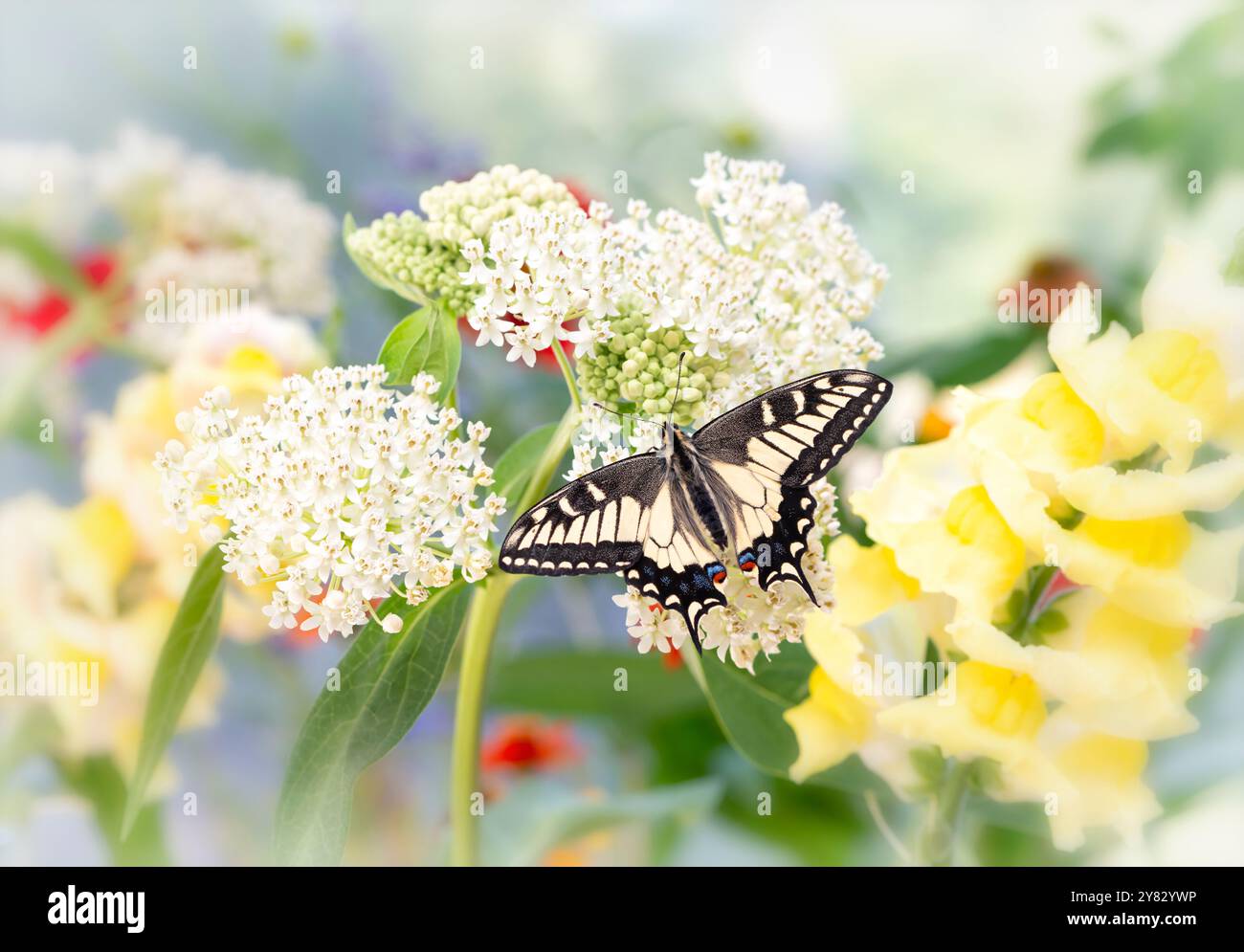 Swamp plant with flowers hi-res stock photography and images - Alamy