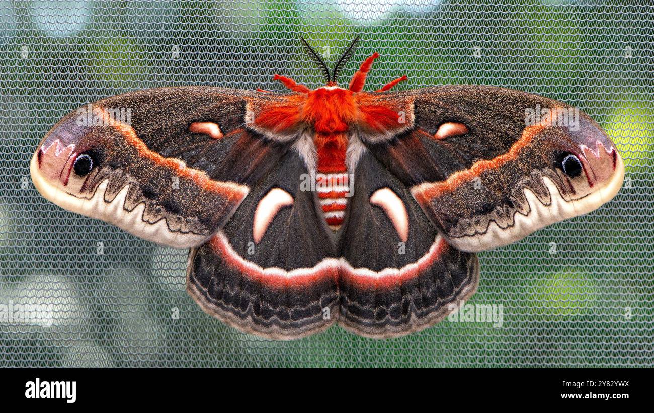 Saturniidae hi-res stock photography and images - Alamy