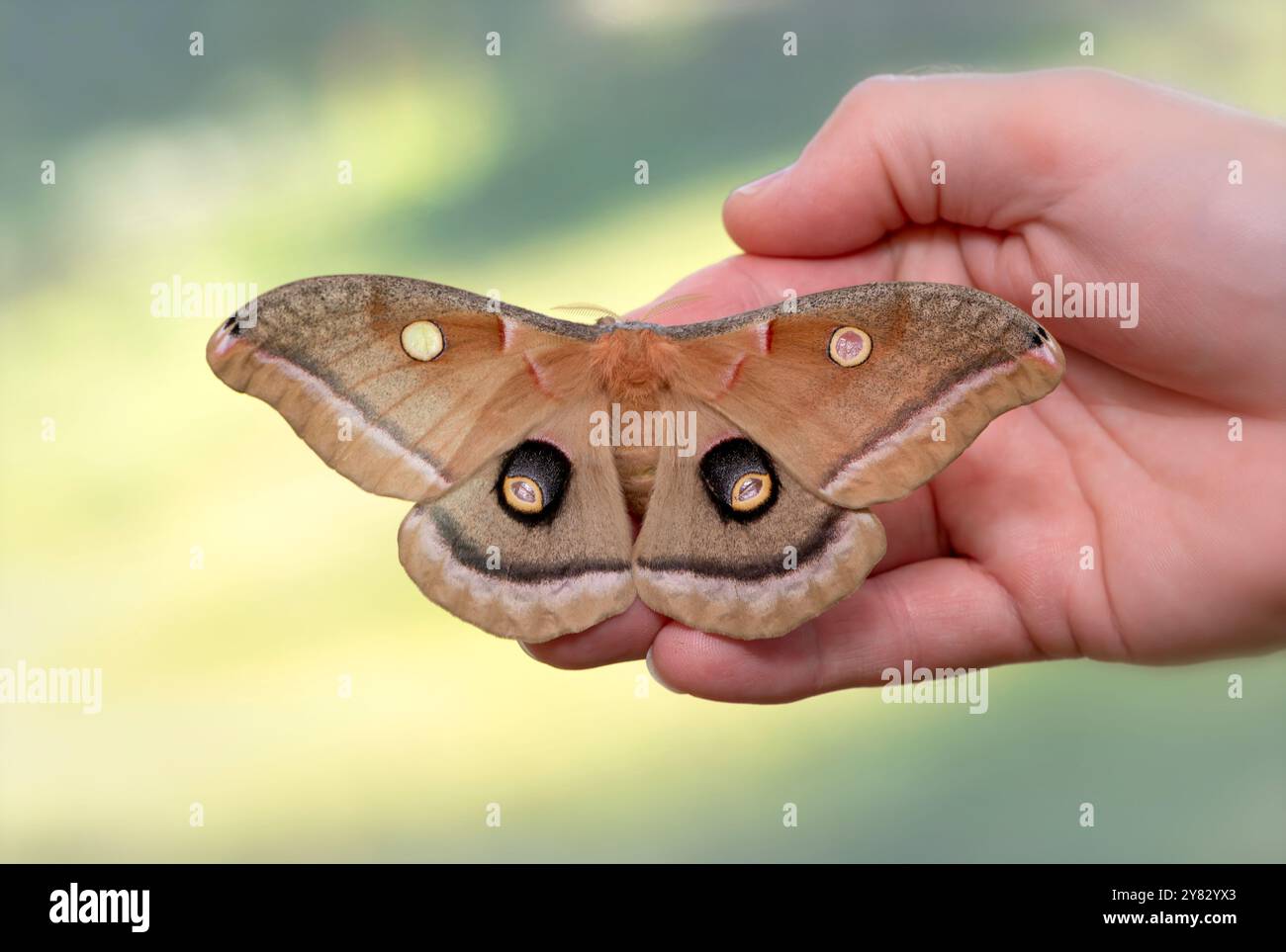 Macro of a male polyphemus moth (antheraea polyphemus) - wings open ...
