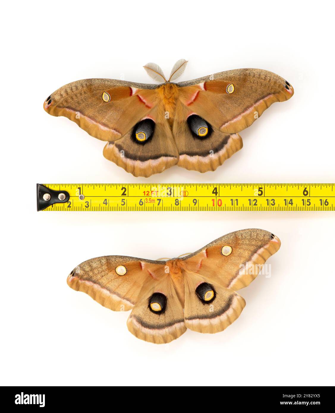 Macro of a male and female polyphemus moth (antheraea polyphemus ...