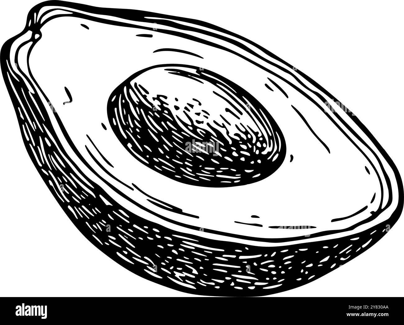 Avocado Half Sketch Vector Illustration Avocado Half Sketch Vector ...