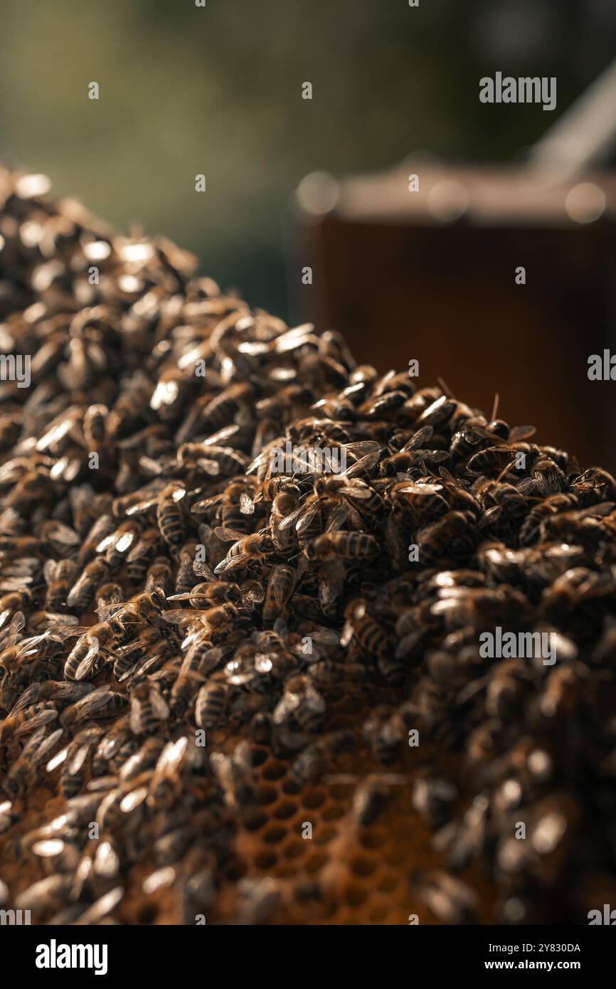 Honey bees close up, bee hive frame, insects Stock Photo - Alamy