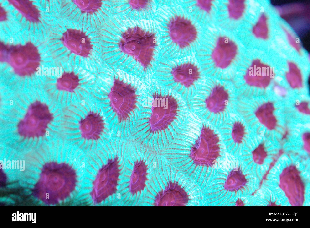 Favia hi-res stock photography and images - Alamy