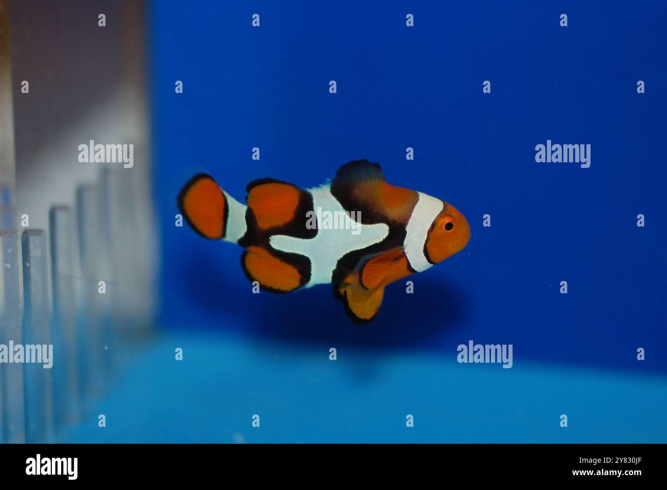 True Percula Clownfish with a Plus Sign - Amphiprion percula Stock ...