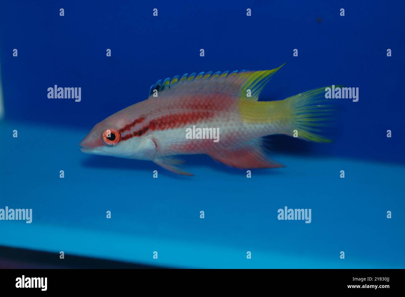 Cuban Hogfish, Spotfin Hogfish - Bodianus pulchellus Stock Photo - Alamy