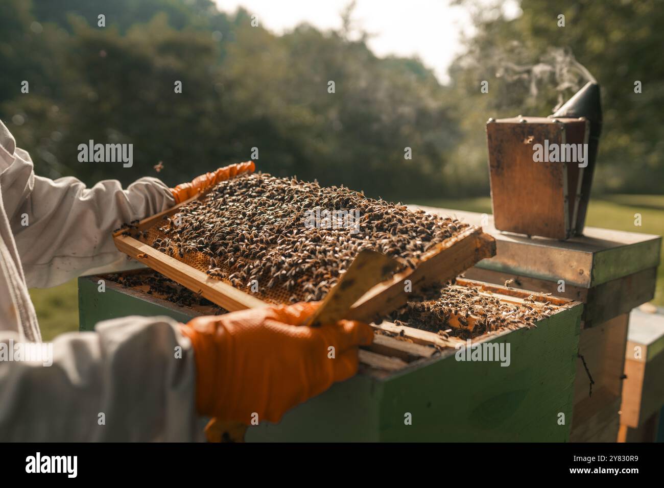 Beekeeping suit, honey bees, beekeeper, bee keeper, wooden bee boxes ...